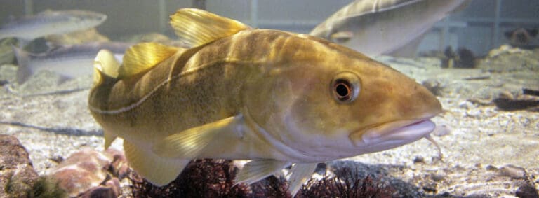 Fiskur - Havstovan