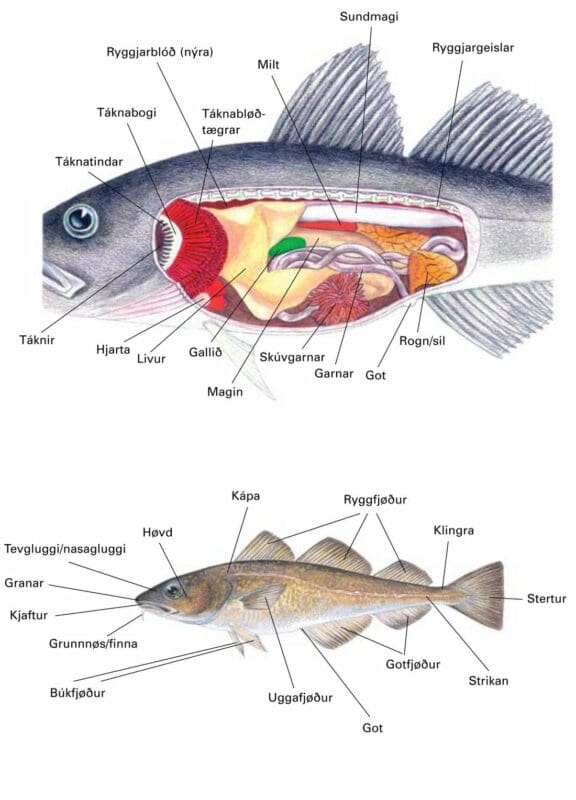 Fiskur - Havstovan