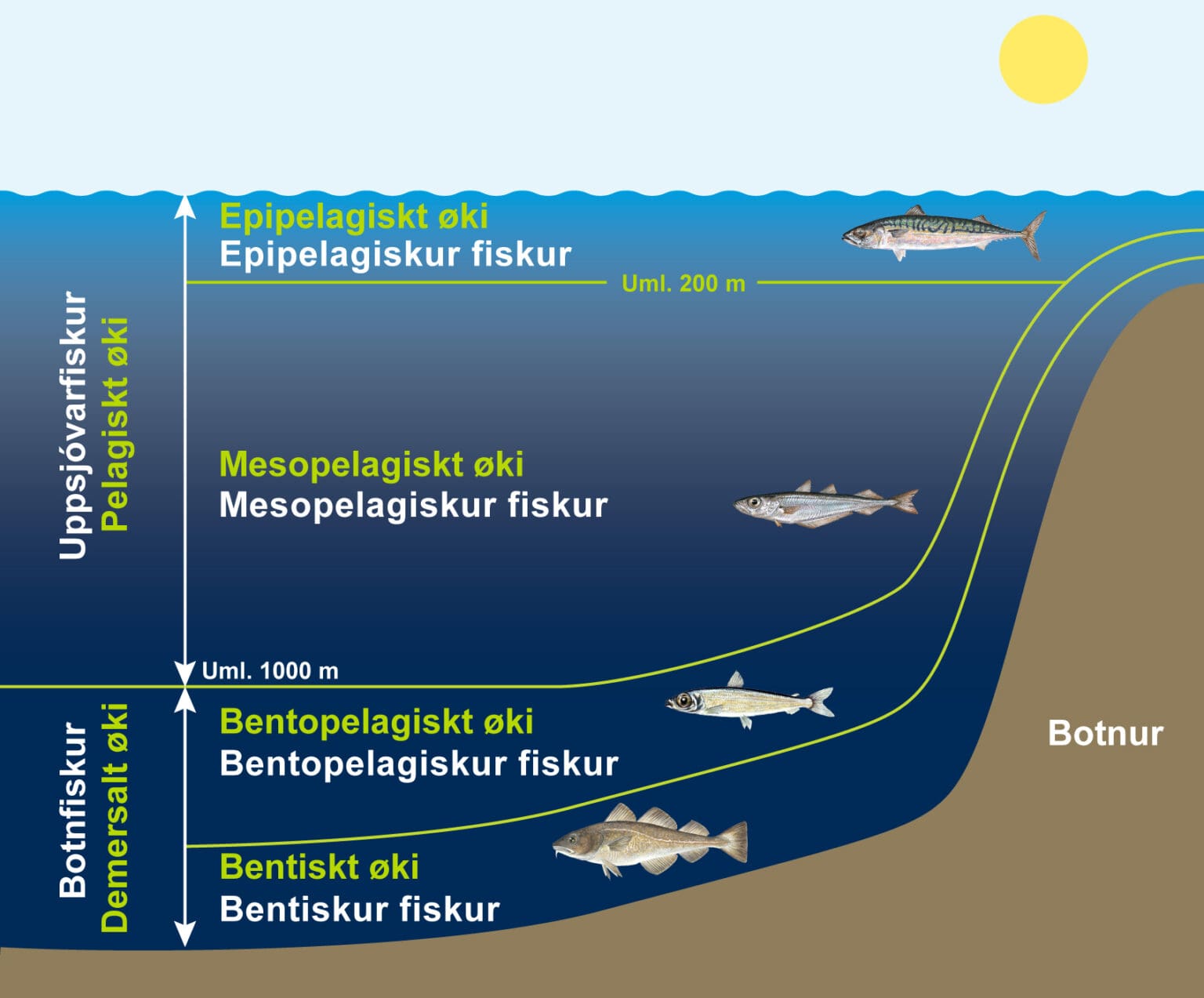Fiskur - Havstovan