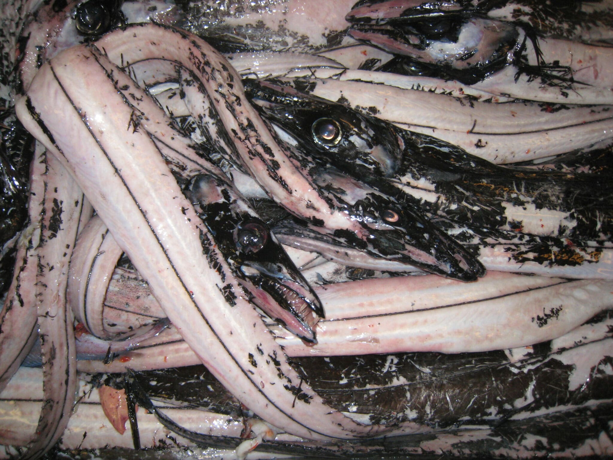 Stinglaksur - Havstovan