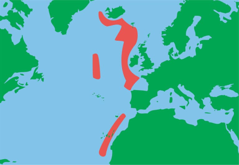 Fjaðurfagra havmús - Havstovan