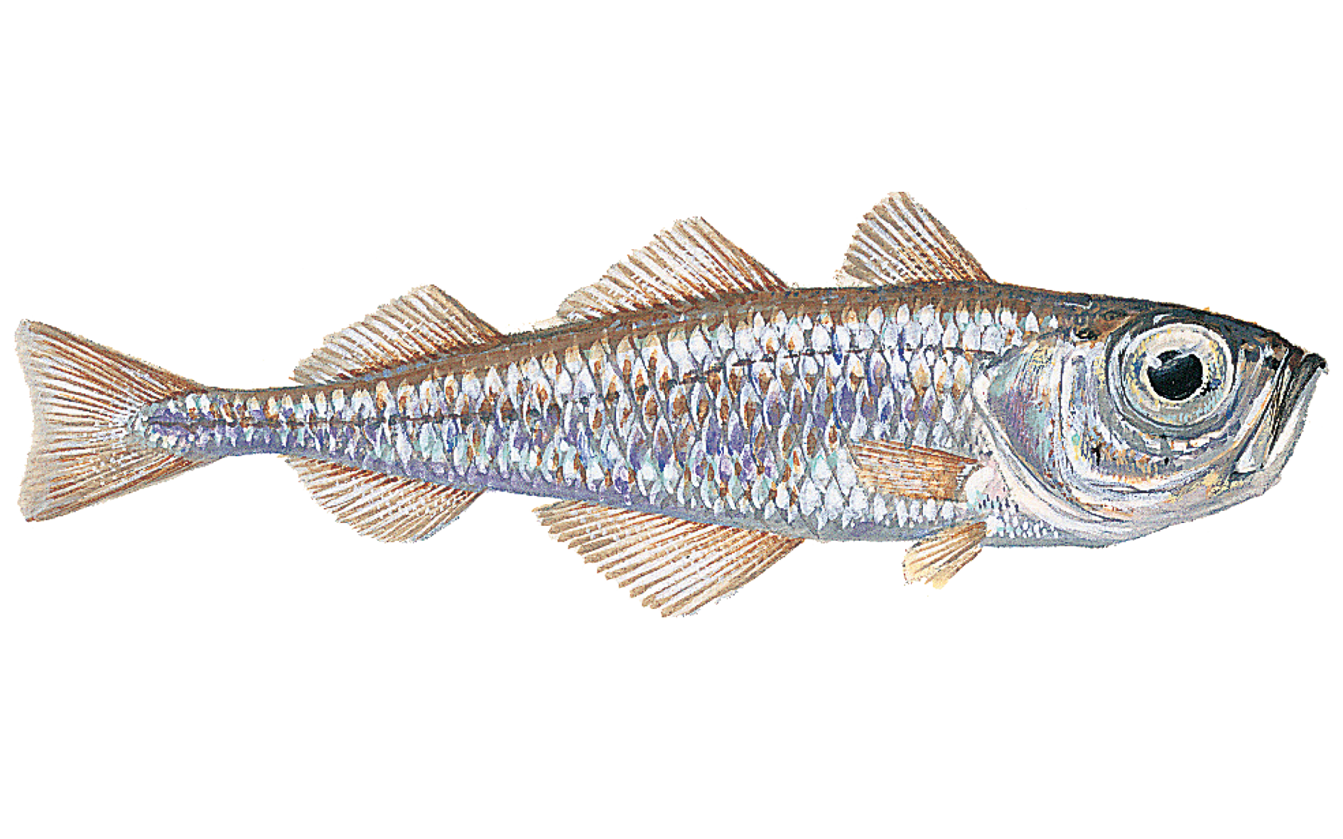 Silvurmurtur - Havstovan