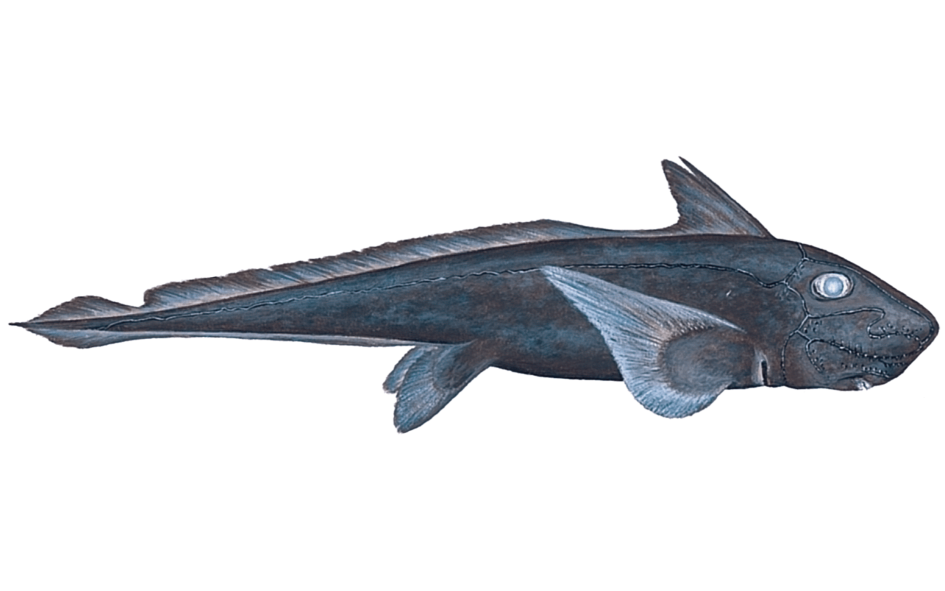 Smáoygda havmús - Havstovan